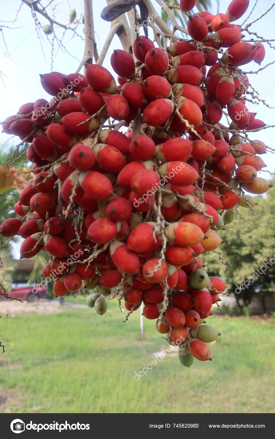 Palmera Roja Madura — Foto de stock #745620980 © salman.jambi18.yahoo.com