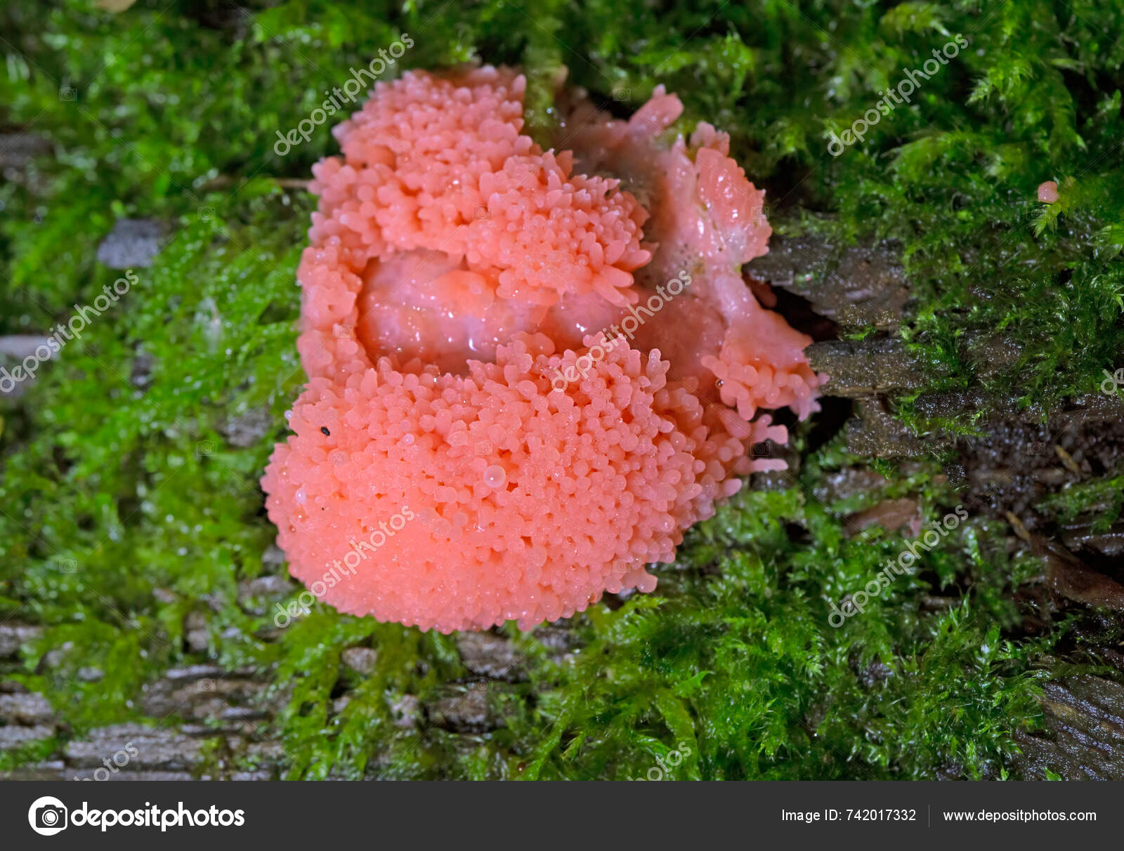 Tubifera Ferruginosa Known Raspberry Slime Mold Red Raspberry Slime ...