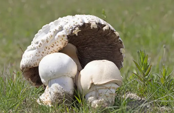 Agaricus arvensis, comúnmente conocido como hongo de caballo, es un hongo que forma hongos del ...