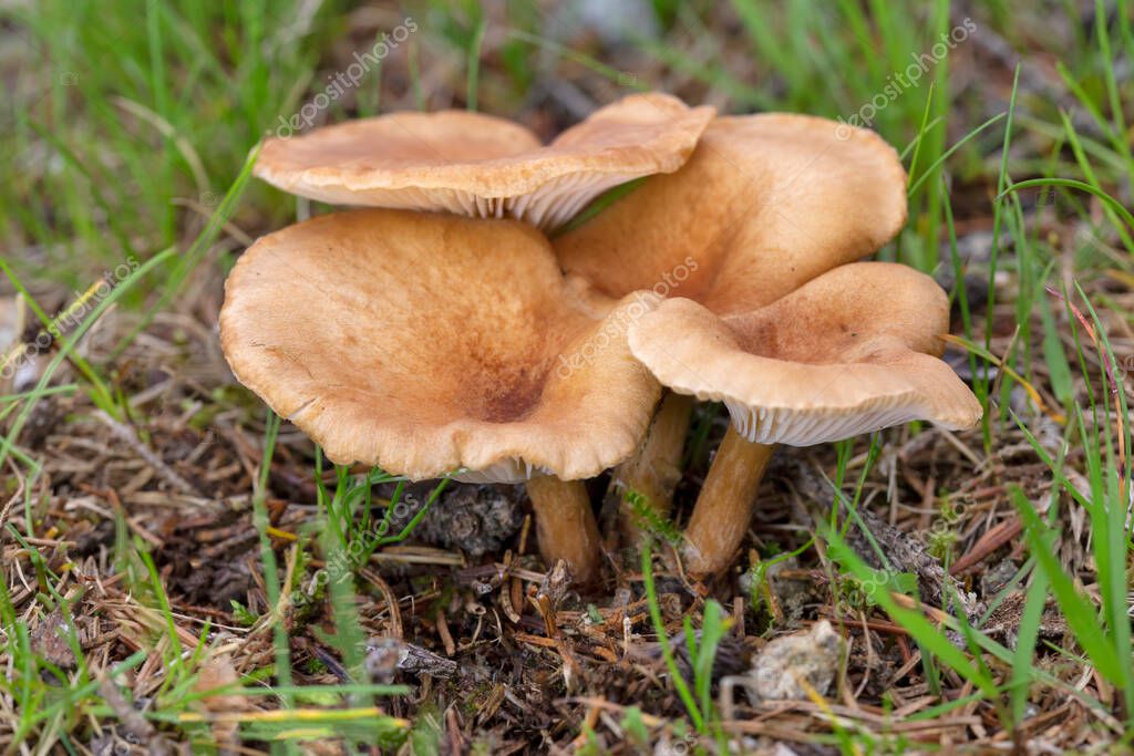 Infundibulicybe gibba o Clitocybe gibba y comúnmente conocido como el ...