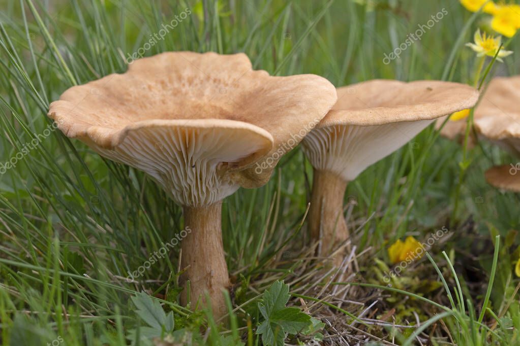 Infundibulicybe gibba o Clitocybe gibba y comúnmente conocido como el ...