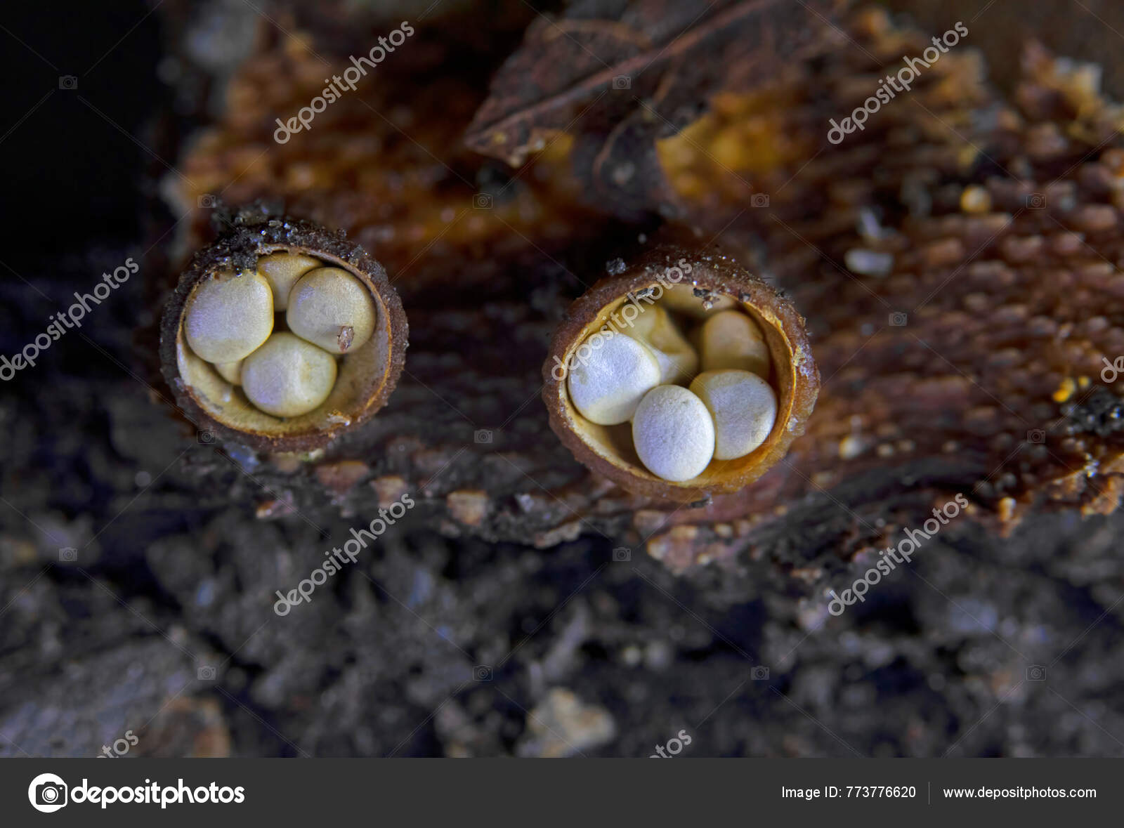 Crucibulum Laeve Common Birds Nest Fungus Crucibulum Genus ...