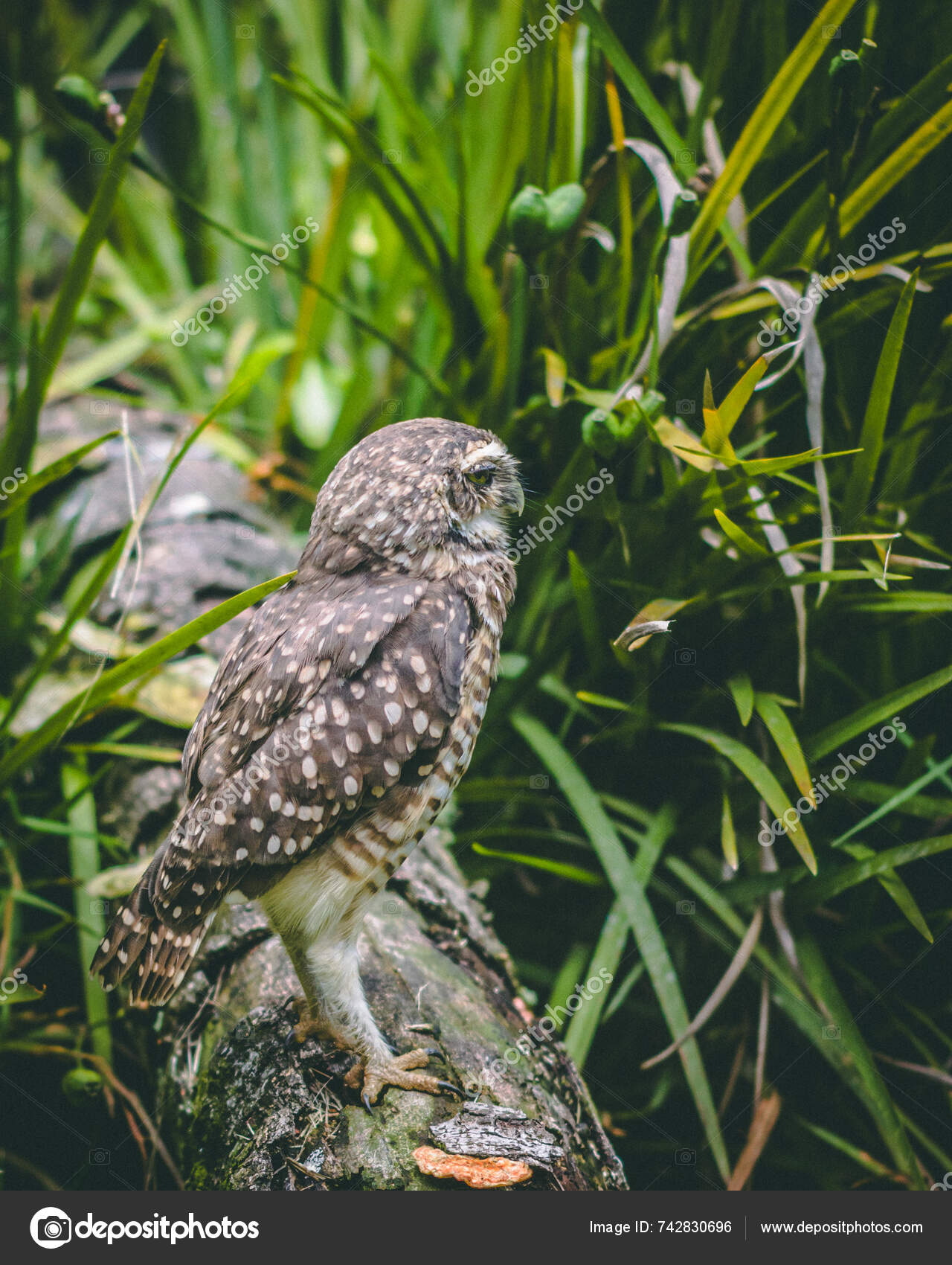 Photograph Features Burrowing Owl Its Natural Habitat Perched Grass ...