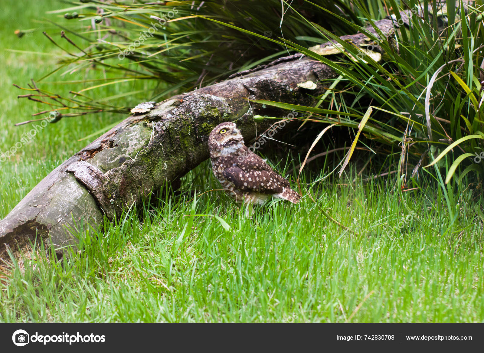 Photograph Features Burrowing Owl Its Natural Habitat Perched Grass ...
