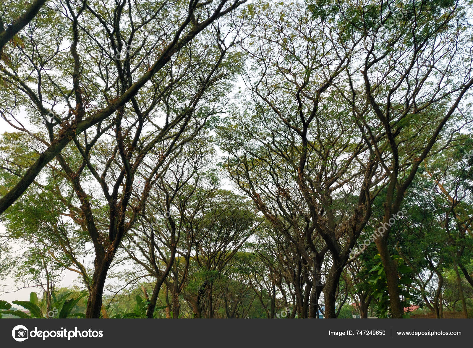 Series Rain Trees Samanea Saman Trembesi Tree Indonesia Very Popular ...