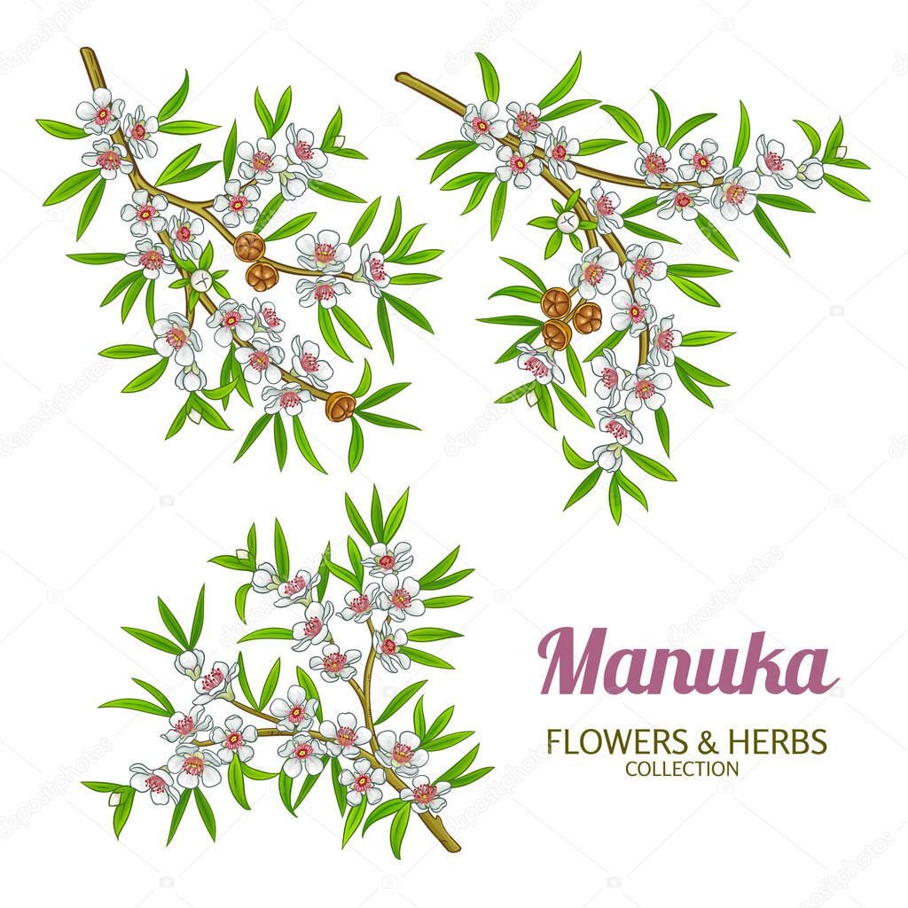 Rama de Manuka con Flores, Semillas y Hojas Color Ilustración detallada ...
