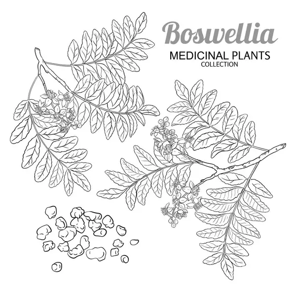 Frankincense Vector Images | Depositphotos