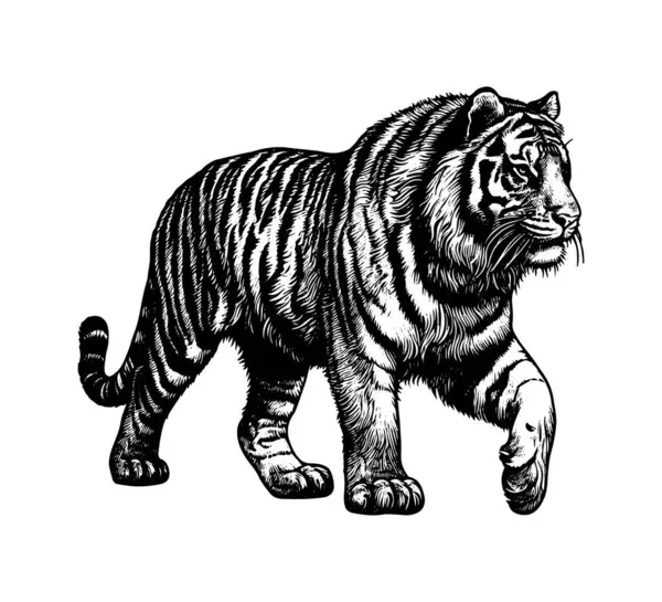 Tigris Vector Images | Depositphotos
