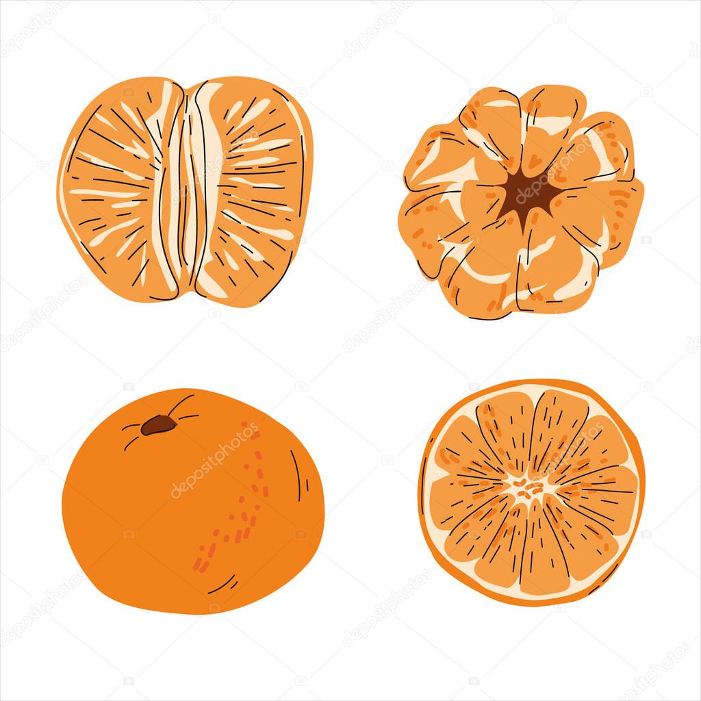 Ilustración vectorial de una mandarina mostrada en vistas enteras ...