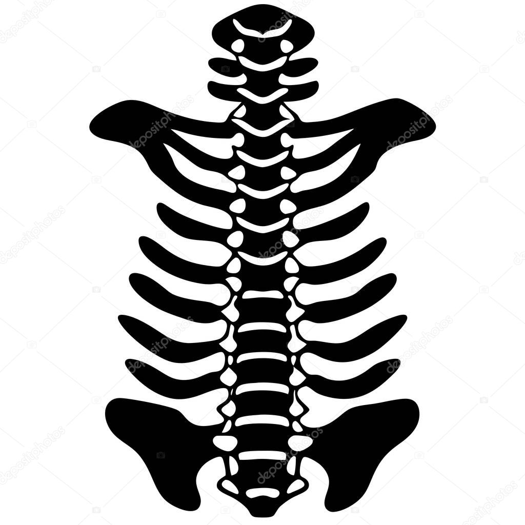 Sección transversal de anatomía de columna vertebral humana Ilustración ...