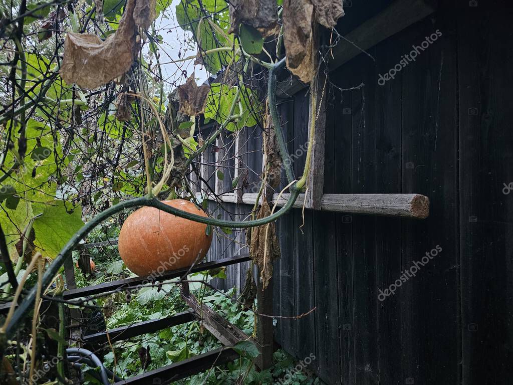 La calabaza está creciendo en una rama de árbol contra el telón de ...