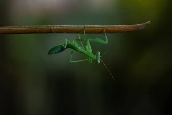 Mantis lords r34 images libres de droit, photos de Mantis lords r34 ...