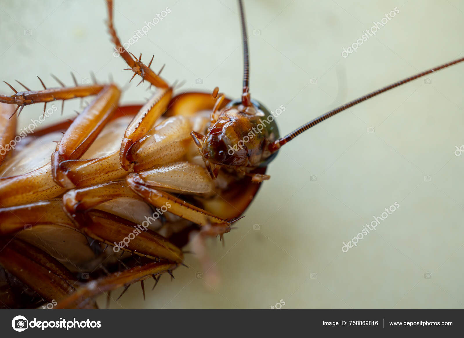 Macro Photo Brown Cockroach Its Wings — Stock Photo © taufiknaro #758869816