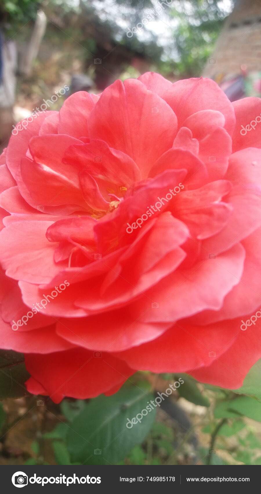 Beautiful Red Rose Garden — Stock Photo © EvelinB #749985178