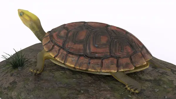 3d turtle Stock Photos, Royalty Free 3d turtle Images | Depositphotos