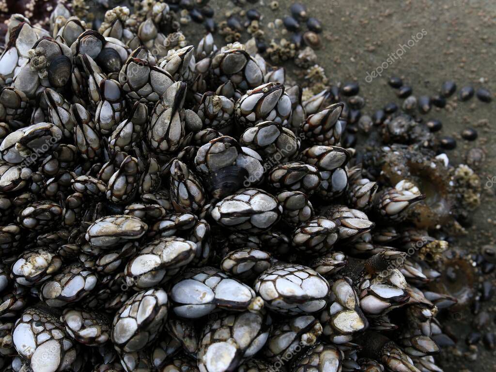 Barnacles cuello de cisne Piscina Parque Nacional Olímpico Washington 2025
