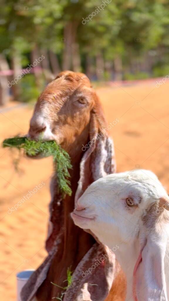 Pantalla vertical: Cabra nubia en los pastos agrícolas activamente mientras se alimenta en el ...