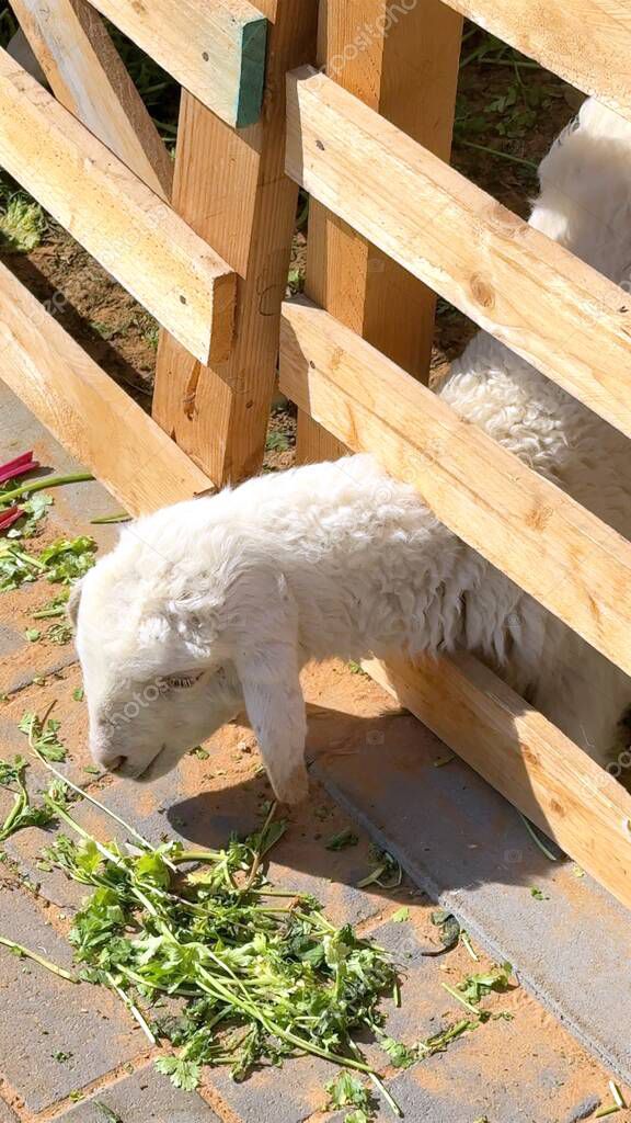 Cordero interactuando con la estructura de la valla, pastando verdes ...
