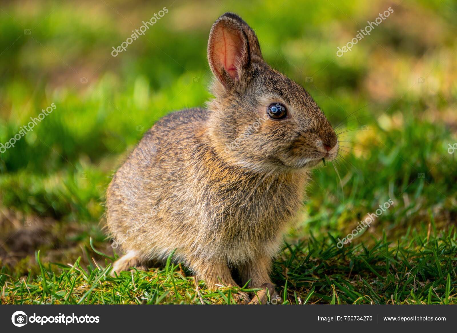 Baby Rabbit Sitting Silence — Stock Photo © CreativePhotographer77 ...