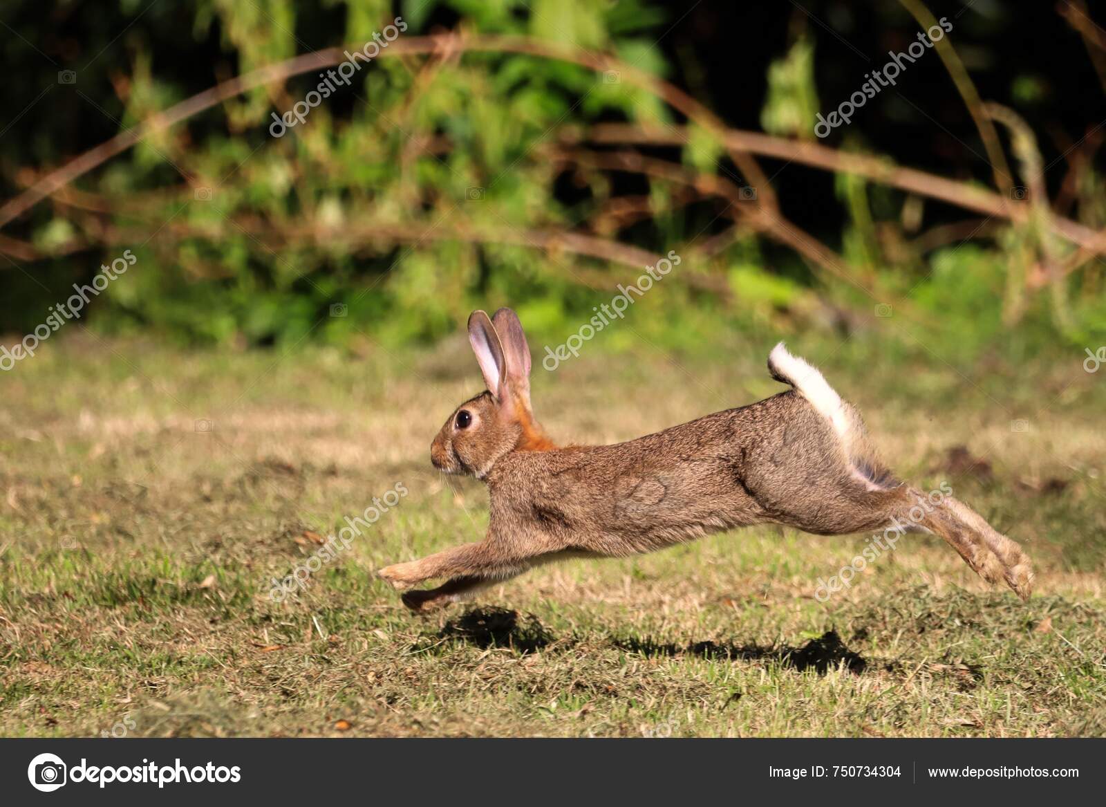Rabbit's Fast Smart Running — Stock Photo © CreativePhotographer77 ...