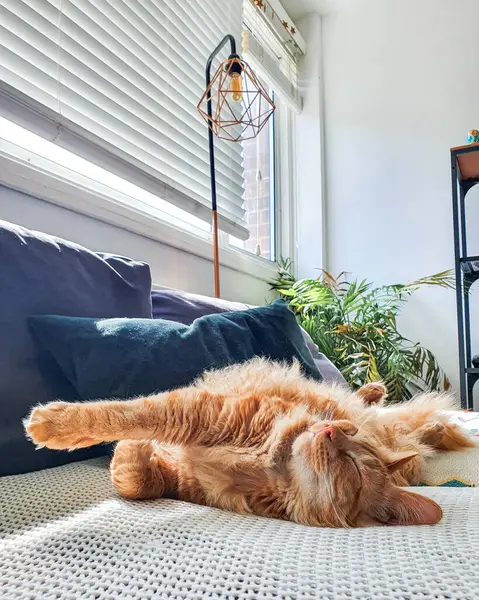 Cat side view Stock Images - Search Stock Images on Everypixel