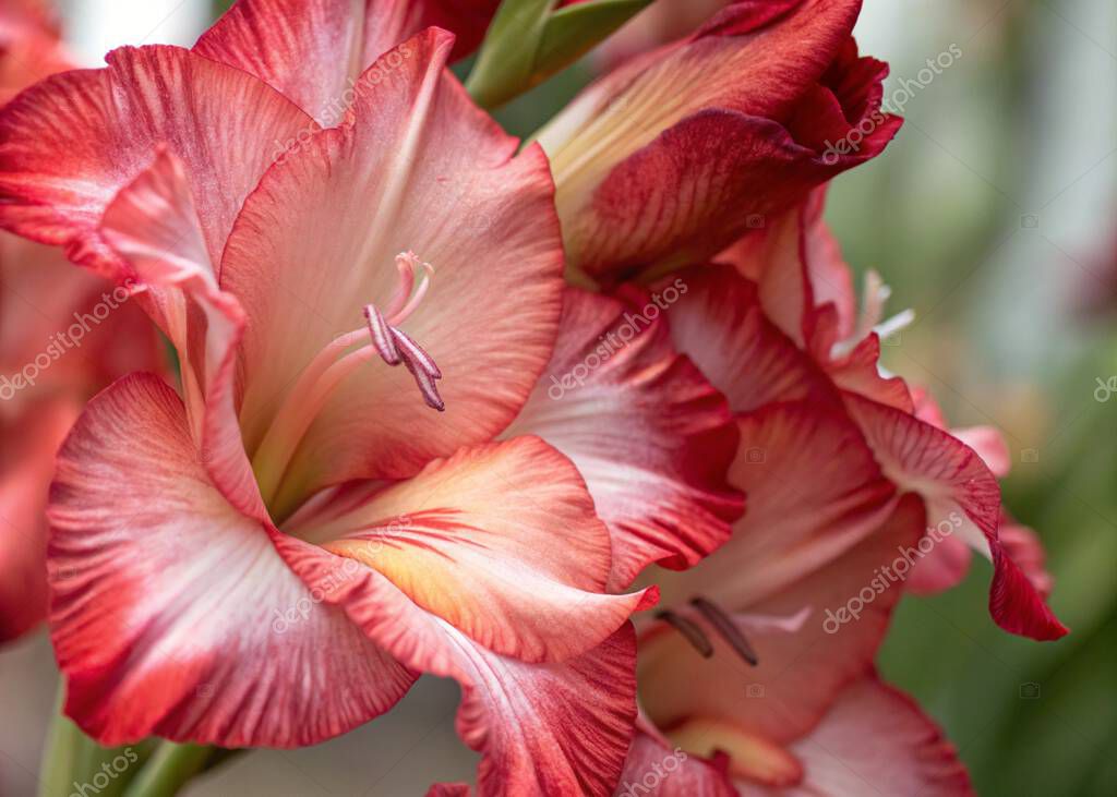 Una foto de cerca de una vibrante flor de iris de color rojo profundo ...