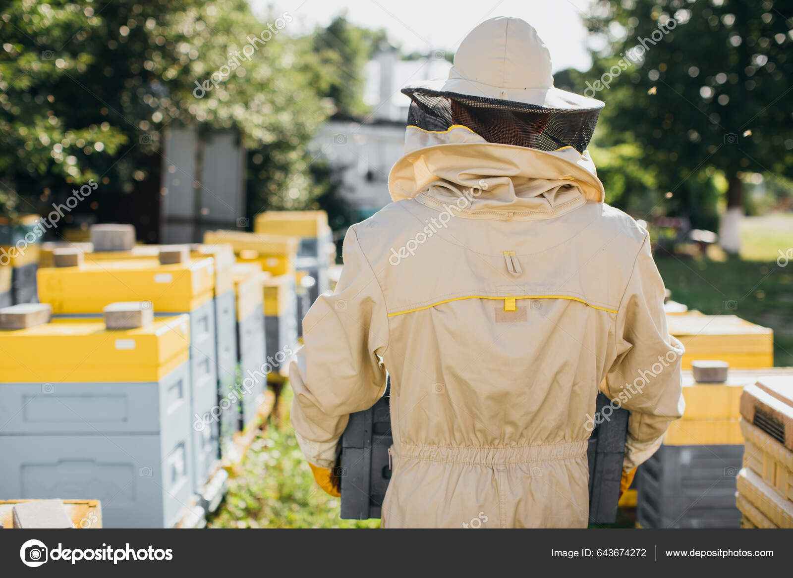 Male Beekeeper Protective Suit Holds Beehive Apiary Back View — Stock ...
