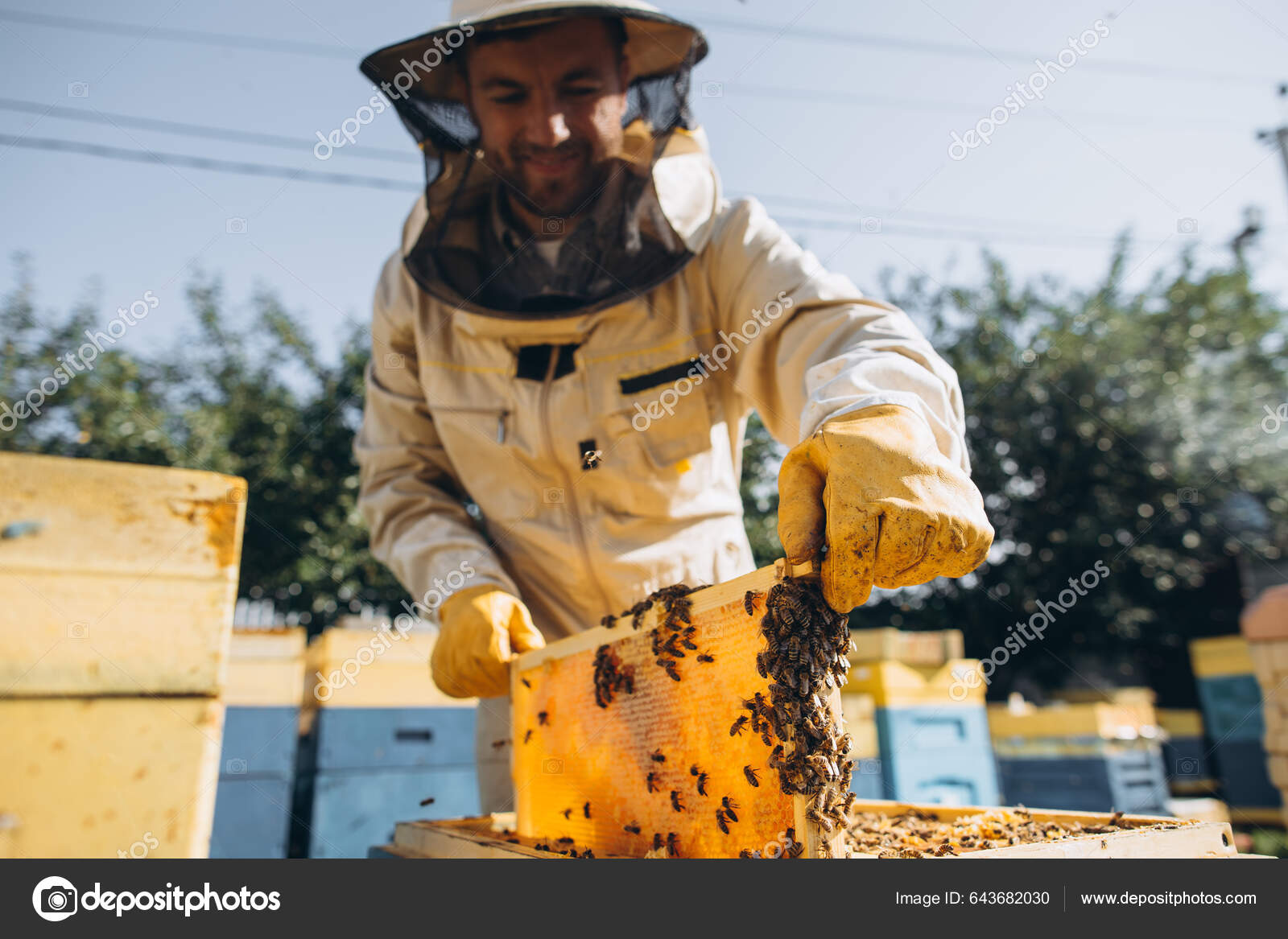 Portrait Happy Male Beekeeper Working Apiary Beehives Bees Collect ...
