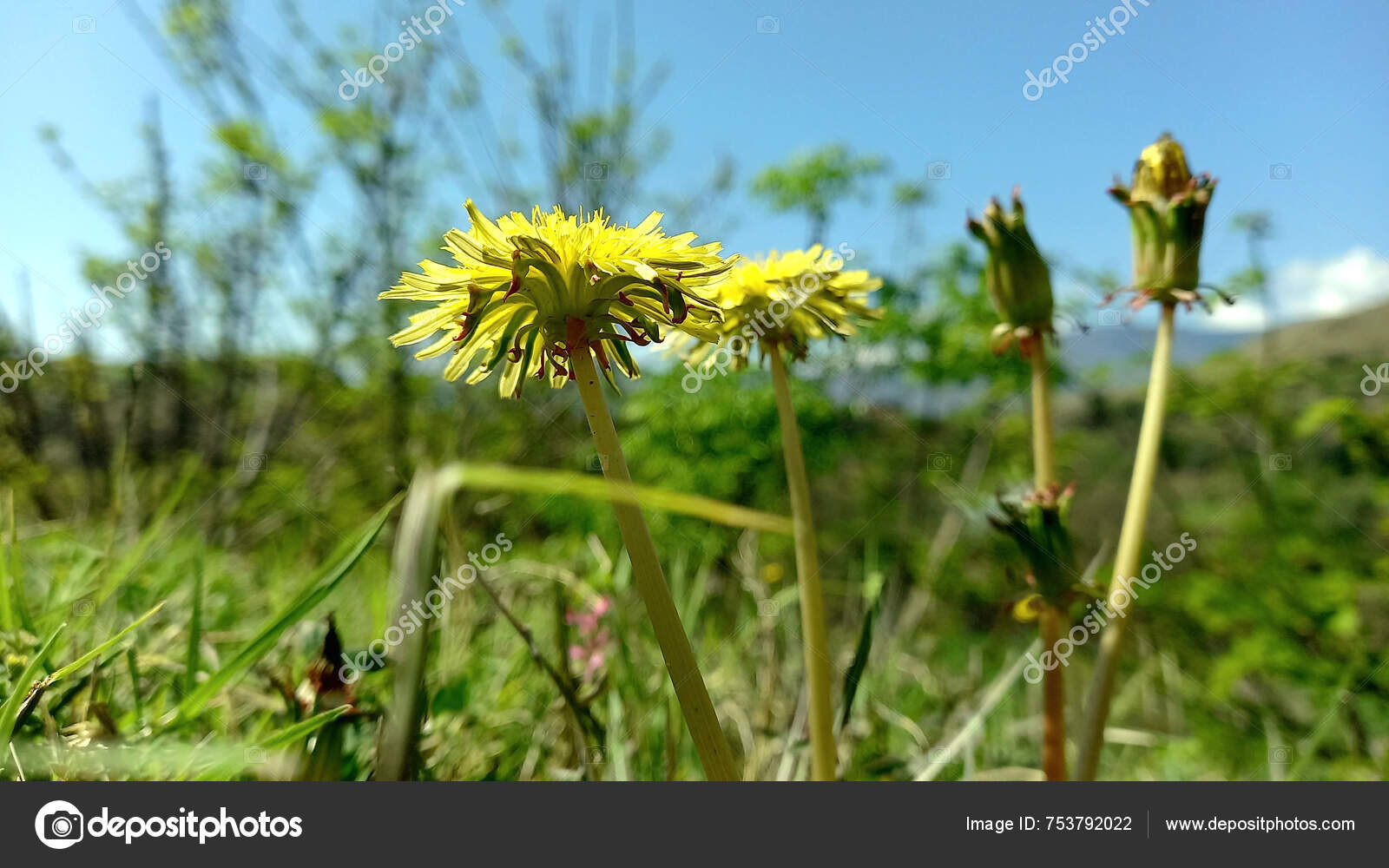 Flower Cankerwort Irish Daisy Monks Head Dandelion Blowball Priest's ...