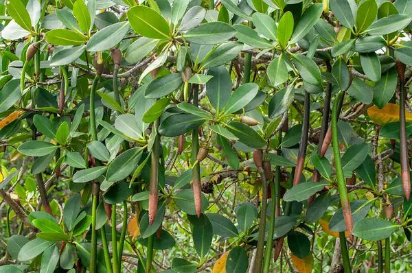 Mangrove seeds Stock Photos, Royalty Free Mangrove seeds Images ...