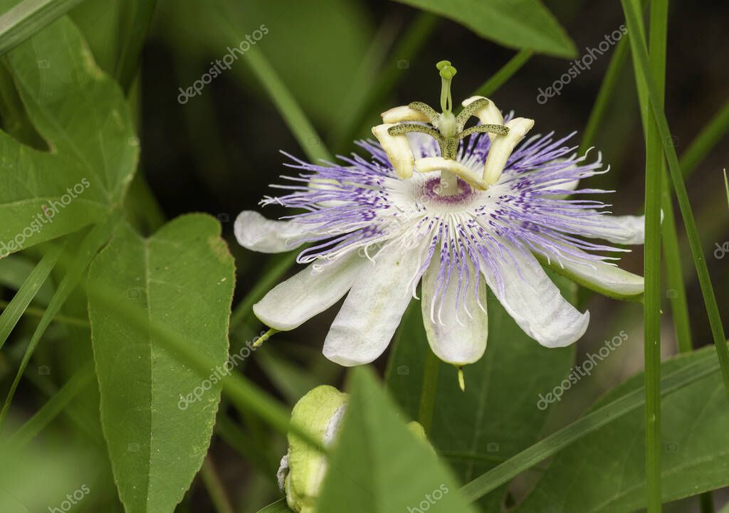 Passiflora incarnata. Pasión blanca menos común con flecos púrpura ...