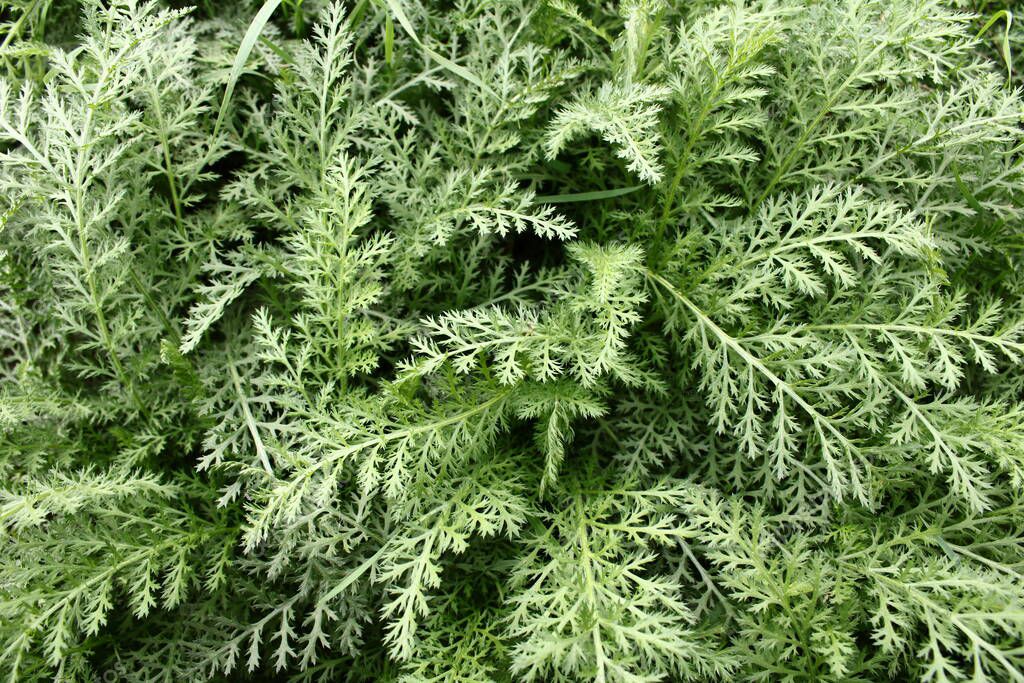 La hierba con hojas dentadas se ve inusual, con sus bordes afilados ...