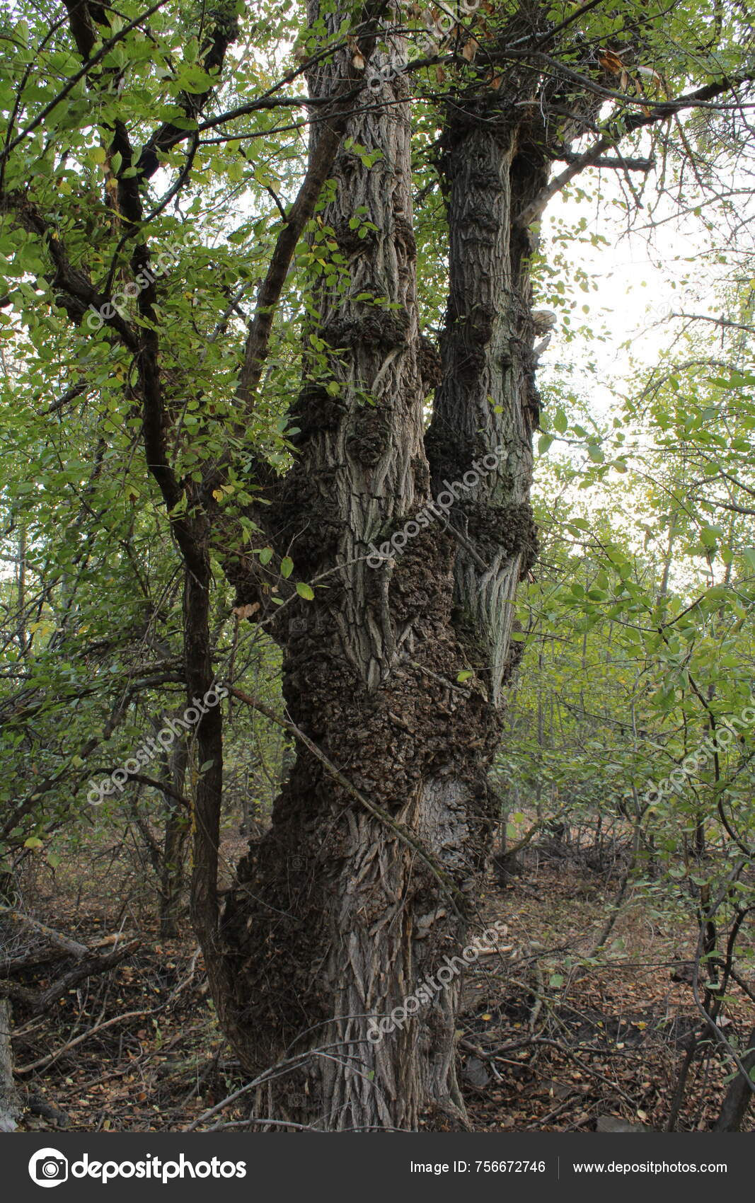 Tree Bulges Has Bizarre Appearance Its Trunk Uneven Rough Twisted ...