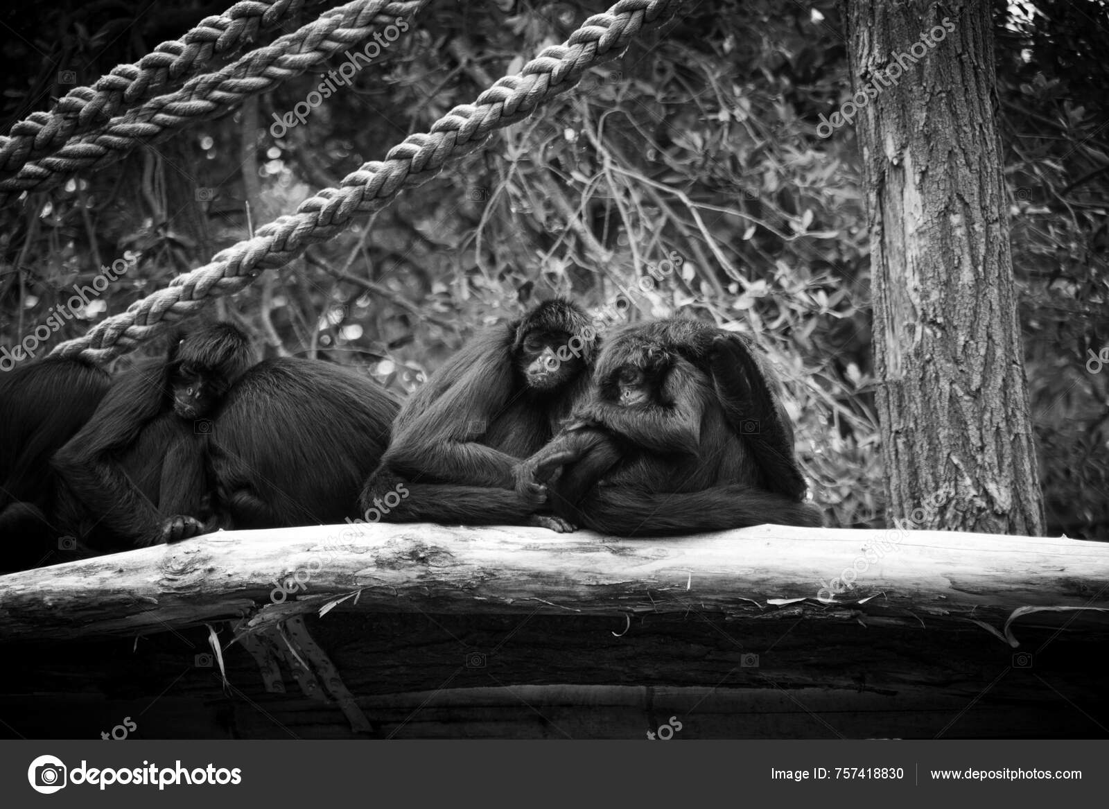 Captivating Black White Photograph Captures Group Monkeys Sitting ...