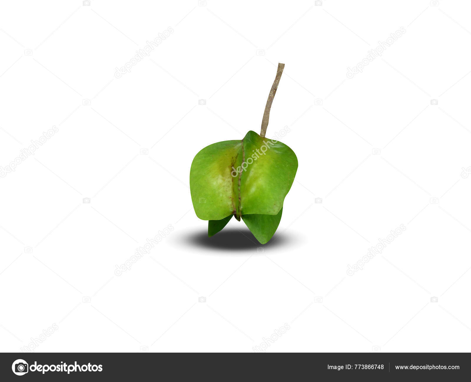 Terminalia Arjuna Arjun Green Fruits Isolated White Background — Stock ...