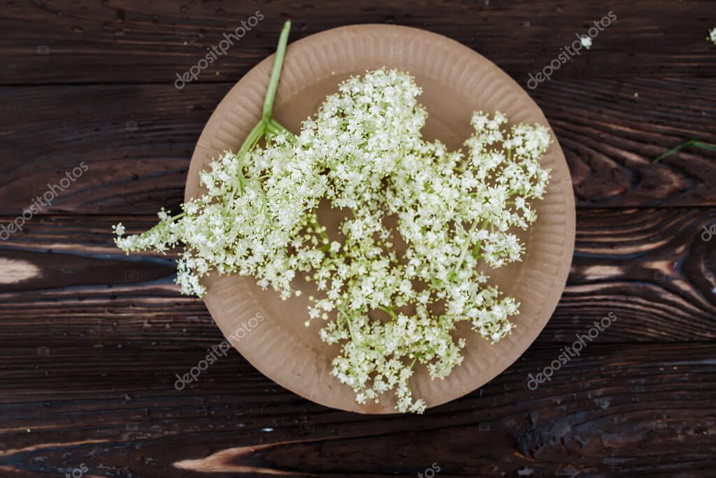 Naturaleza muerta ecológica. Un plato de papel con una rama de saúco ...