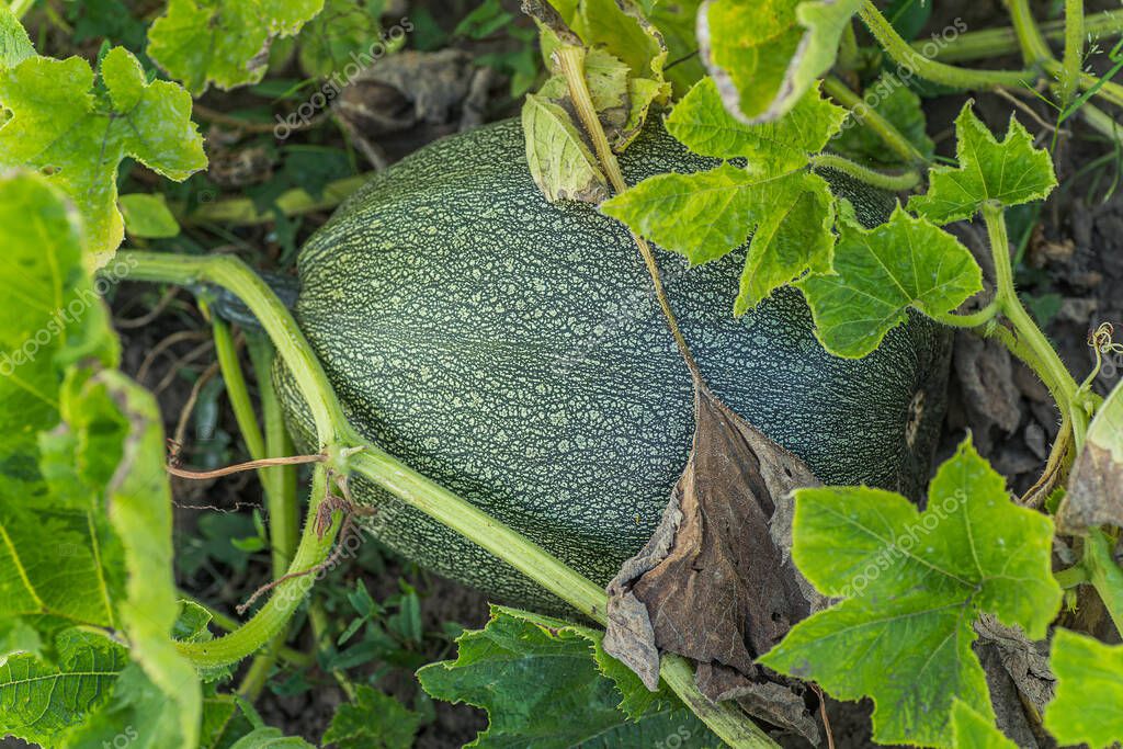 Cucurbita pepo entre arbustos en jardín rodeado de hojas. Verde ...