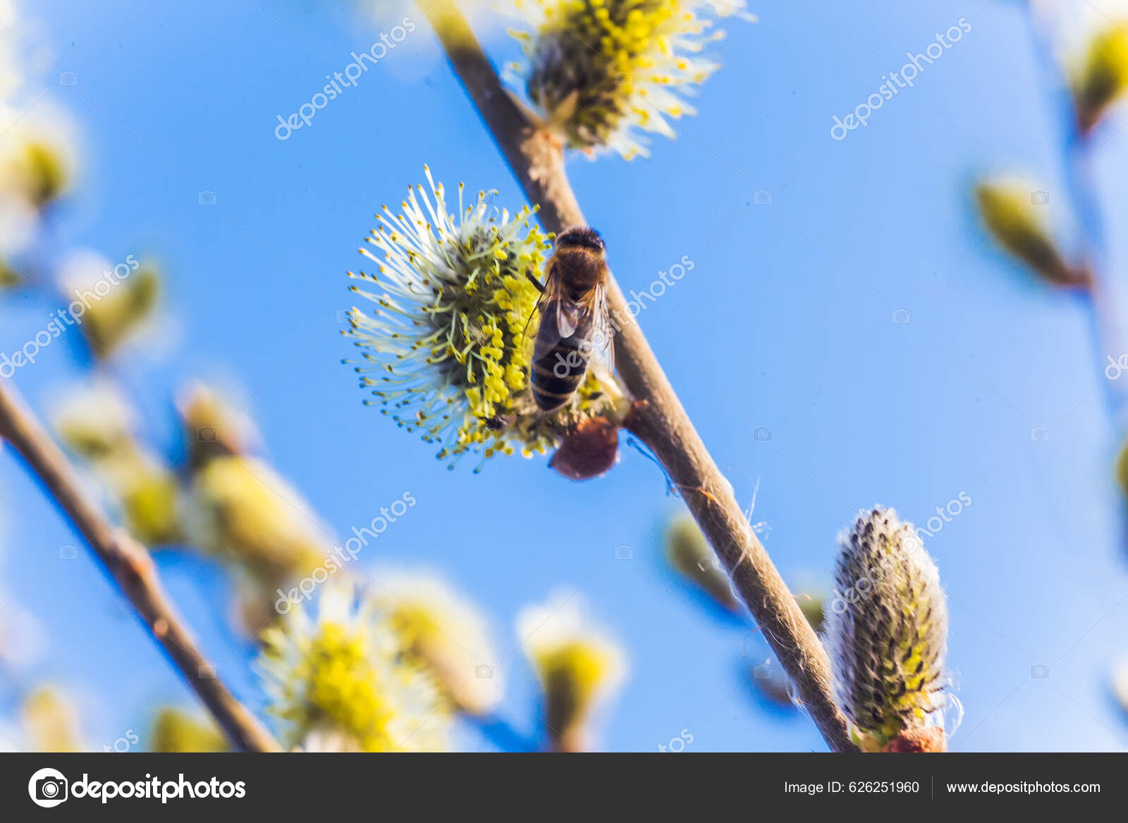 Honey Bee Collects Pollen Willow Fluffy Blooming Inflorescences Catkins ...