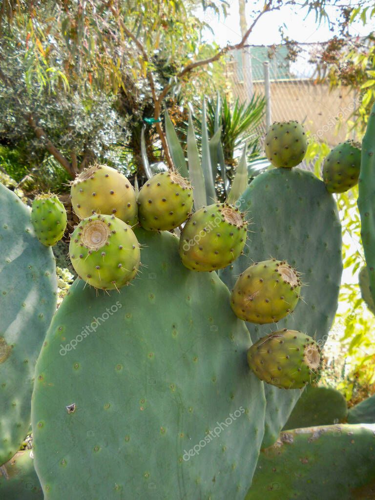 Los frutos de cactus están madurando en una almohadilla de cactus verde ...