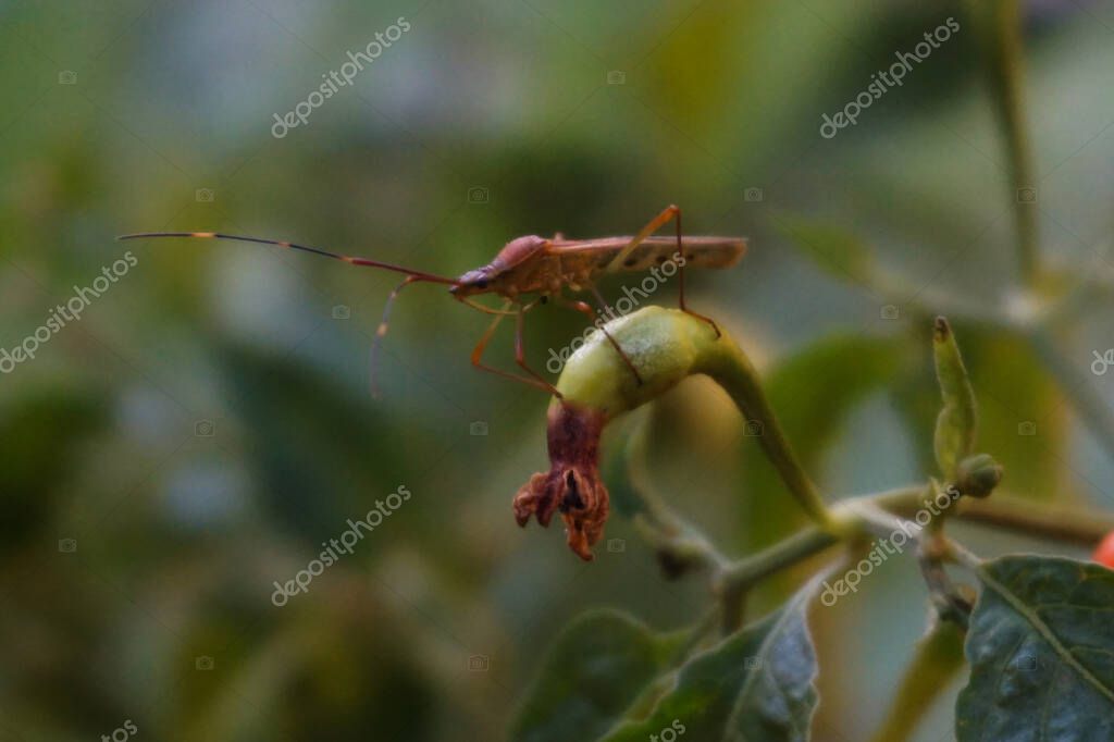Primer plano de un insecto escudo, también conocido como insecto ...