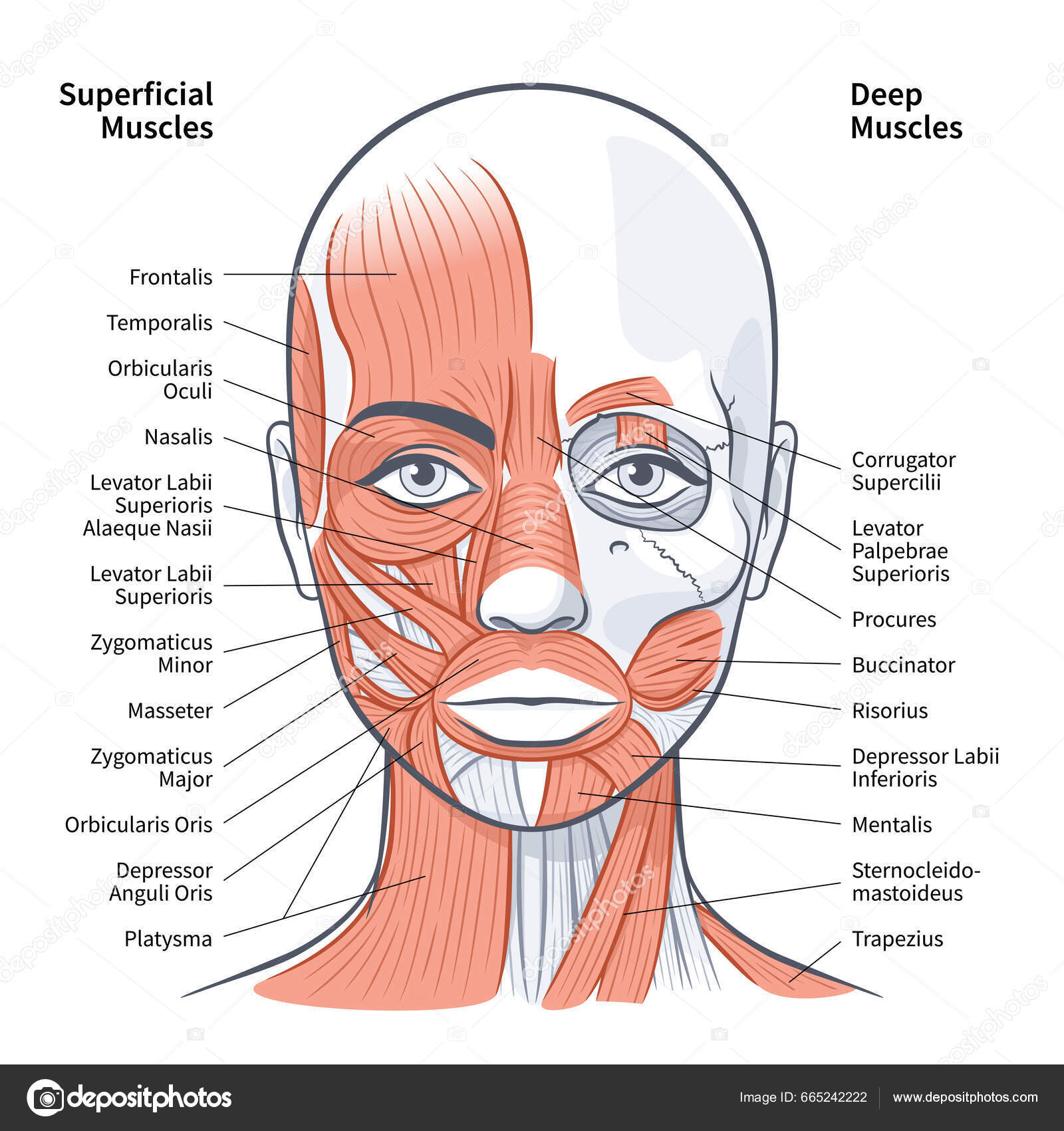 Woman Face Superficial Deep Muscles Scheme Vector Illustration White ...