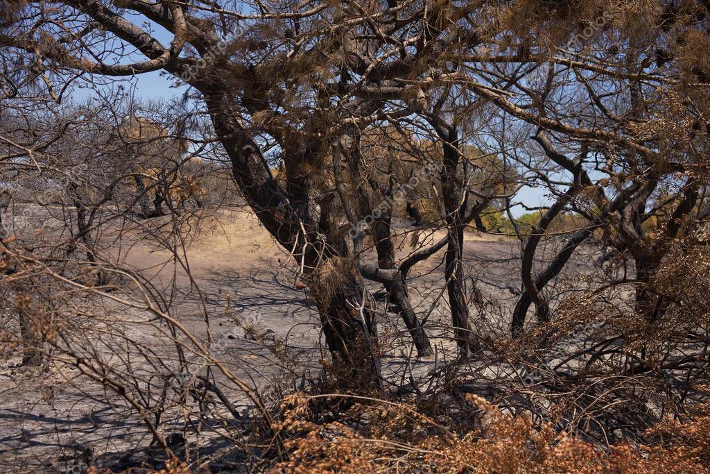 Un bosque devastado cerca de Antalya, Turquía, con árboles quemados ...