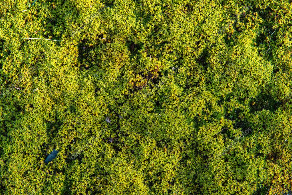 Primer plano de una textura de musgo verde adornada con pequeñas ...
