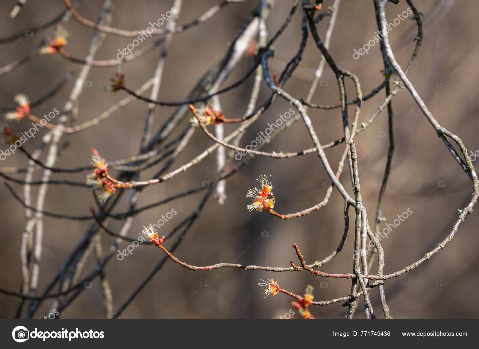 Apertura Capullos Arce Plateado Acer Saccharinum Con Ramas Fuera Foco ...