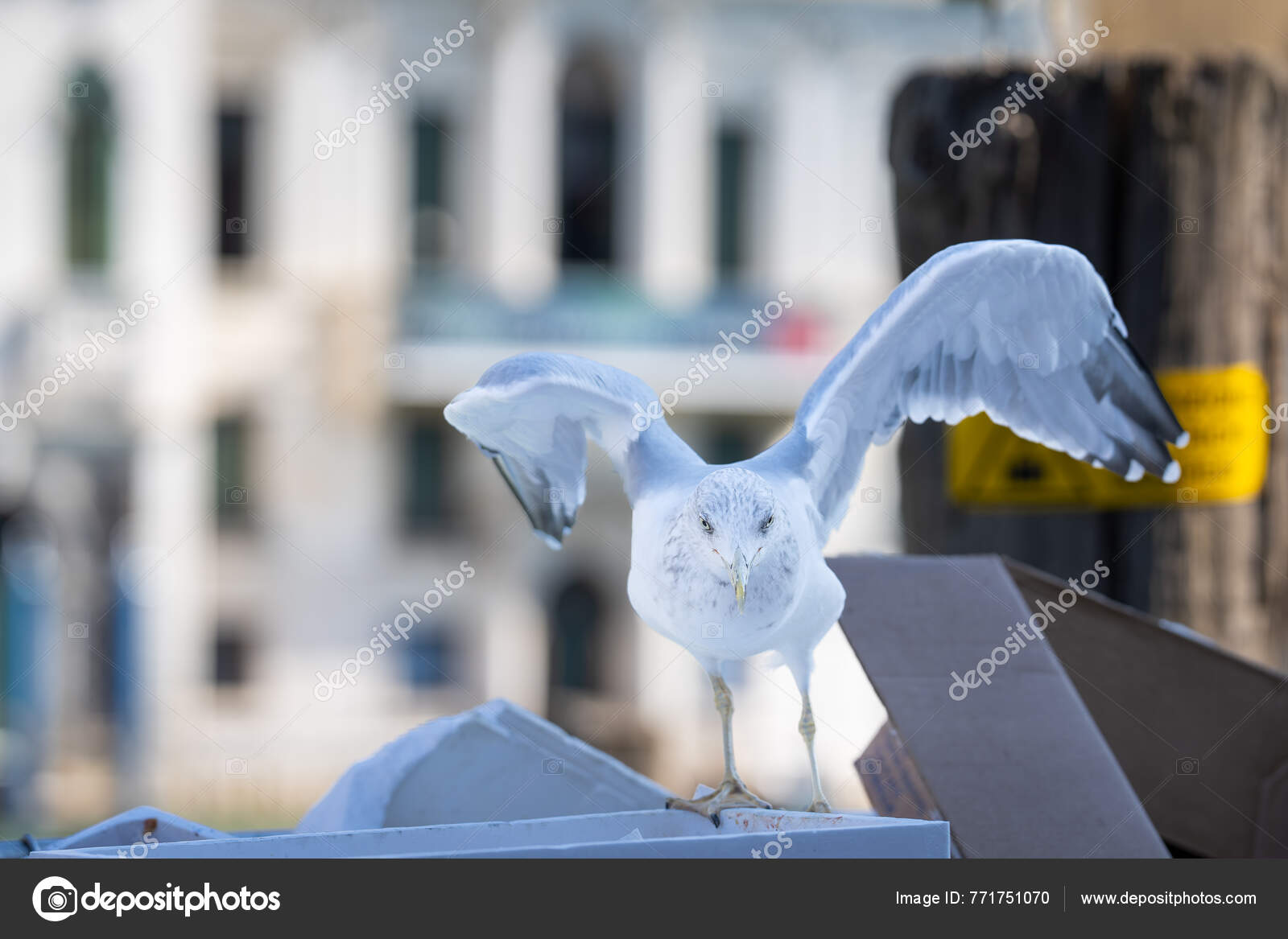 Yellow Legged Gull Larus Michahellis Wings Outspread Foraging Fish ...