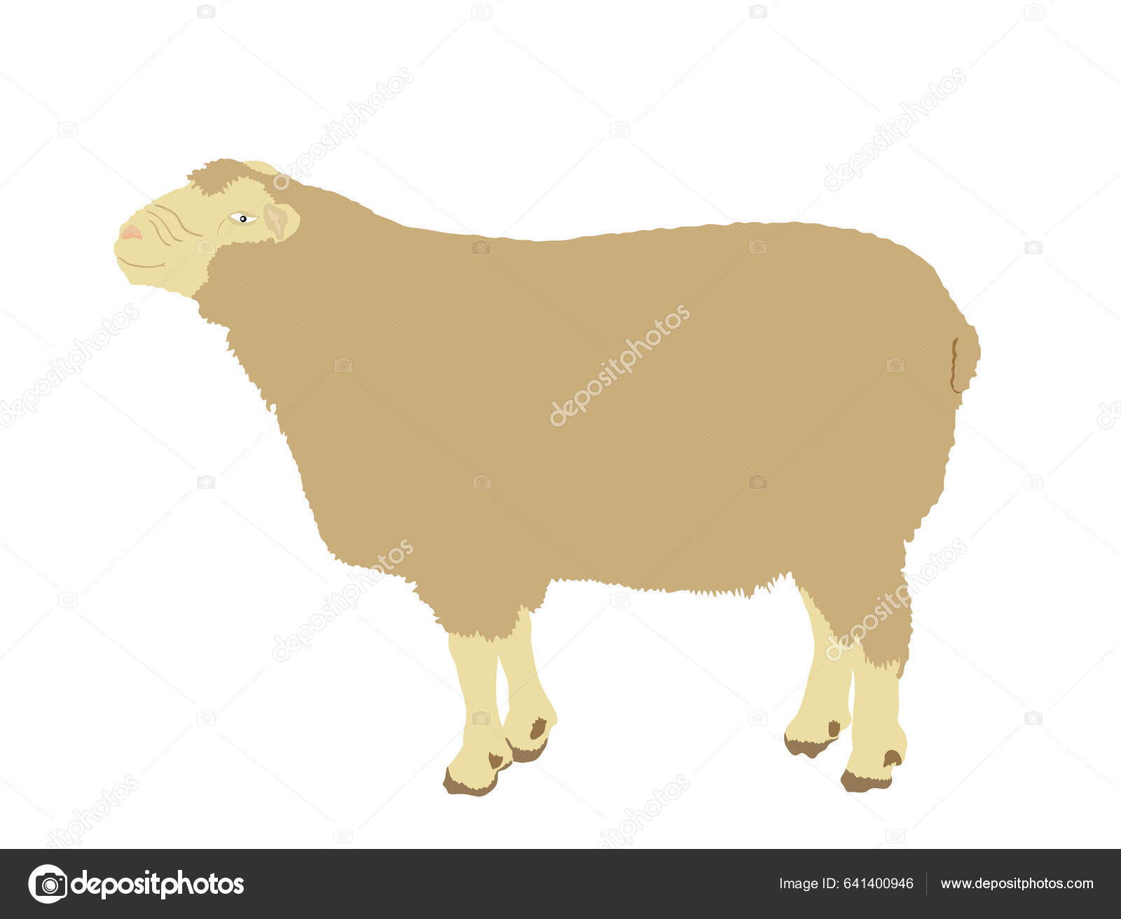 Sheep Vector Illustration Isolated White Background Lamb Meat Butcher ...