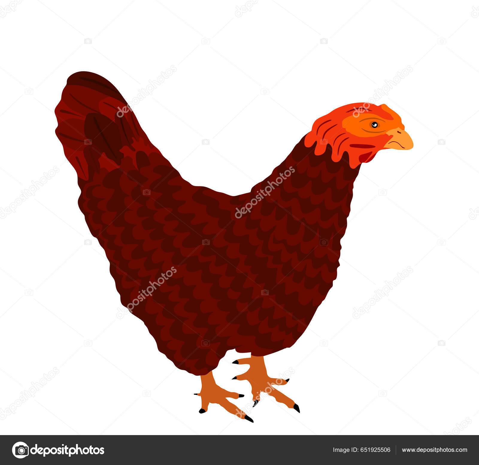 Chicken Vector Illustration Isolated White Background Hen Symbol Farm ...