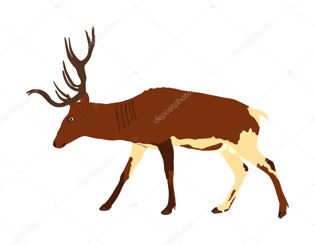 Illustrazione Vettoriale Dei Cervi Rossi Isolata Sfondo Bianco Simbolo ...