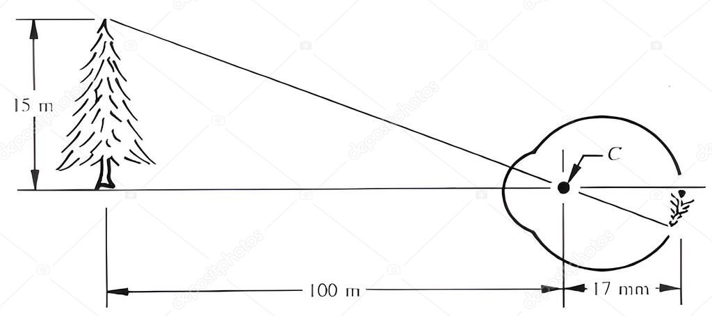 Proyección de imagen de un árbol alto de 15m en una lente de 17mm ...