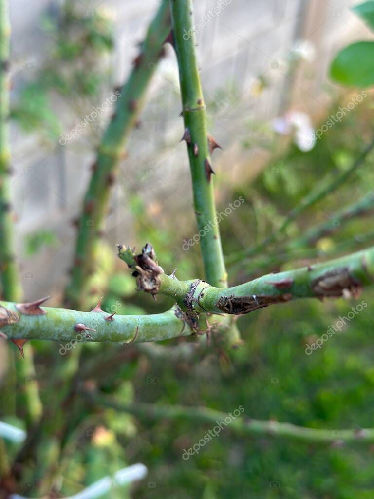 Primer plano de las ramas espinosas de un rosal con tallos verdes y ...